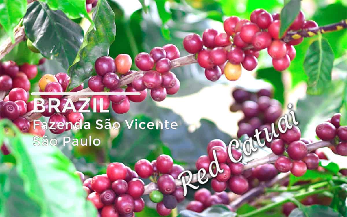 Fazenda São Vicente - Rainforest Alliance - sorze4.com